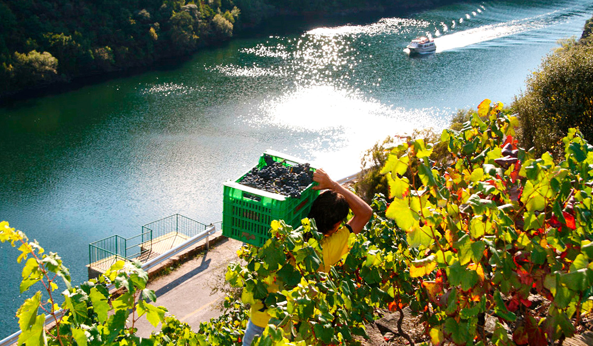 Feria del Vino de Sober 2025: fechas, programa, bodegas… | Blog Mundo R