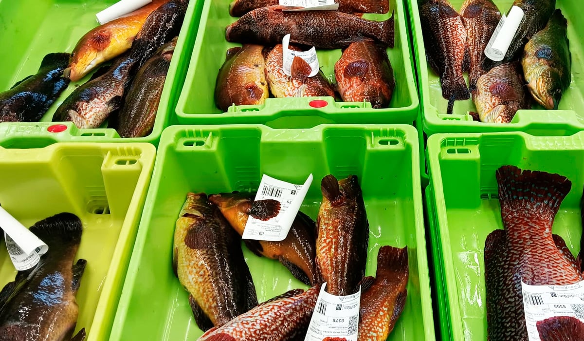 Lonjas de pescado de Galicia: las más conocidas y cómo visitarlas ...